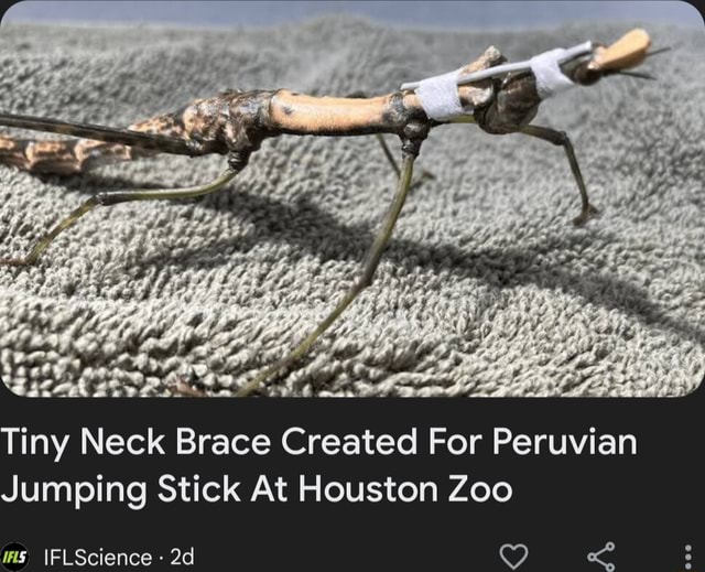 Tiny Neck Brace Created For Peruvian Jumping Stick At Houston Zoo ...
