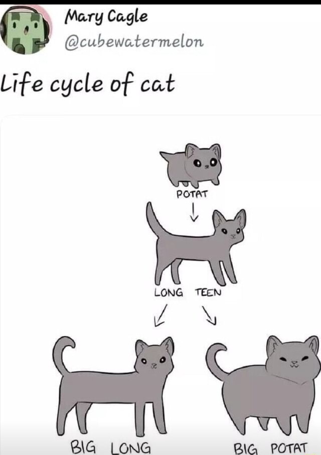 Mary Cagle Life cycle of cat BIG LONG BIG POTAT - iFunny