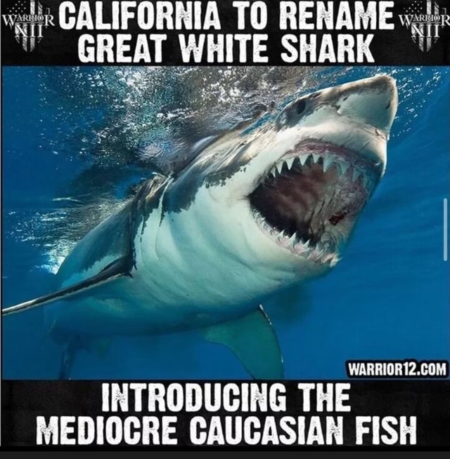 CALIFORNIA TO RENAME GREAT WHITE SHARK WARRIOR INTRODUCING THE MEDIOCRE ...