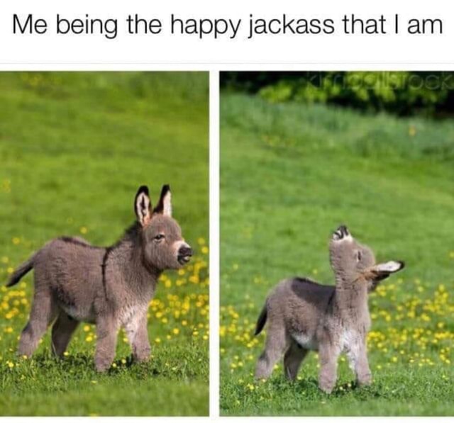 Me being the happy jackass that I am - iFunny
