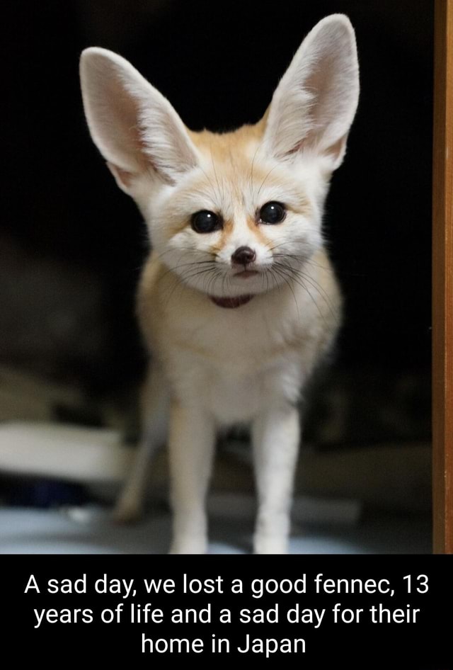 A sad day, we lost a good fennec, 13 years of life and a sad day for ...