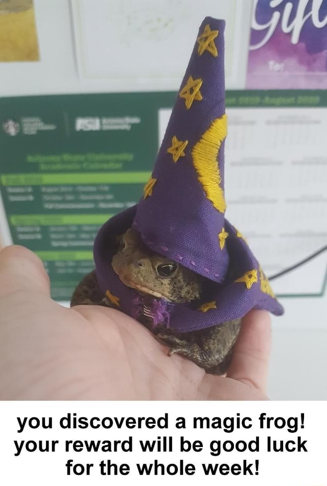 You discovered a magic frog! your reward will be good luck for the ...