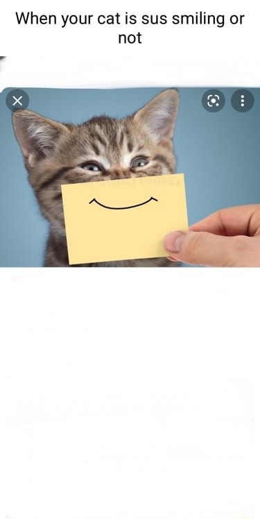 When your cat is sus smiling or not - iFunny