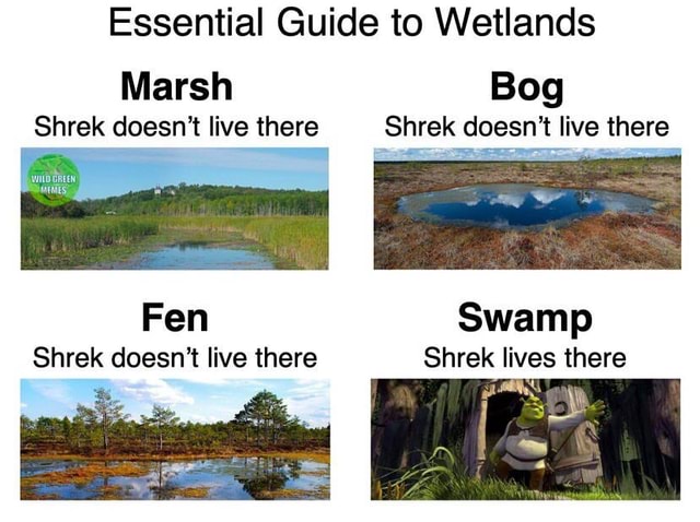 Essential Guide to Wetlands Marsh Bog Shrek doesn't live there Shrek ...