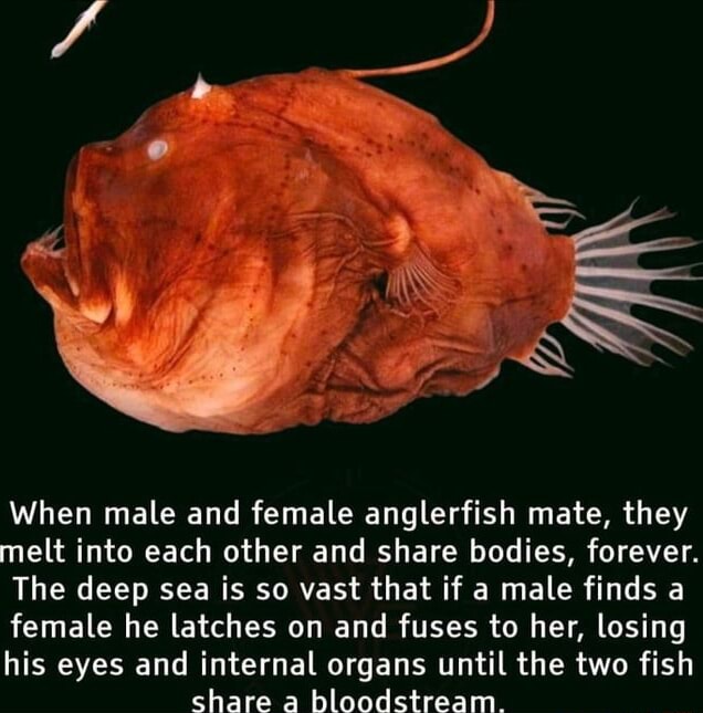 SSS When male and female anglerfish mate, they melt into each other and ...