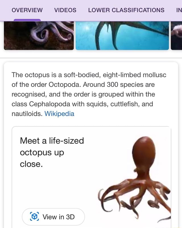 The octopus is a soft-bodied, eight-limbed mollusc of the order ...