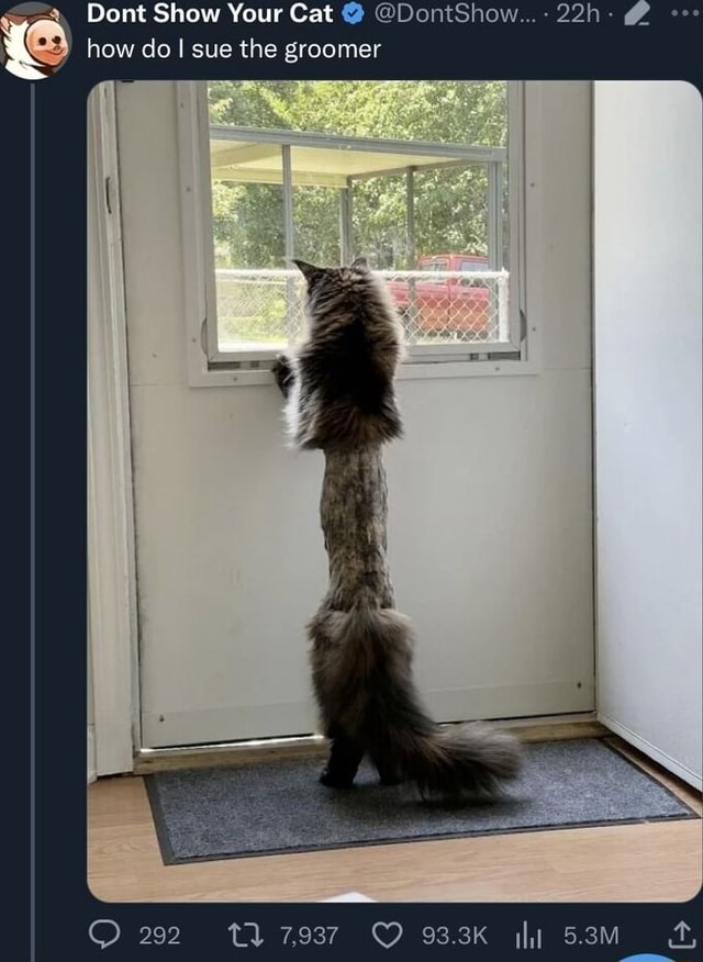 Dont Show Your Cat @ DontShow how do I sue the groomer 22 7,937 93.3K 5 ...