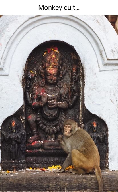 Monkey cult... - iFunny