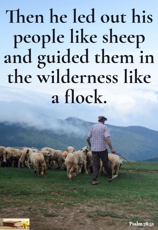 Then he led out his people like sheep and guided them in the wilderness ...