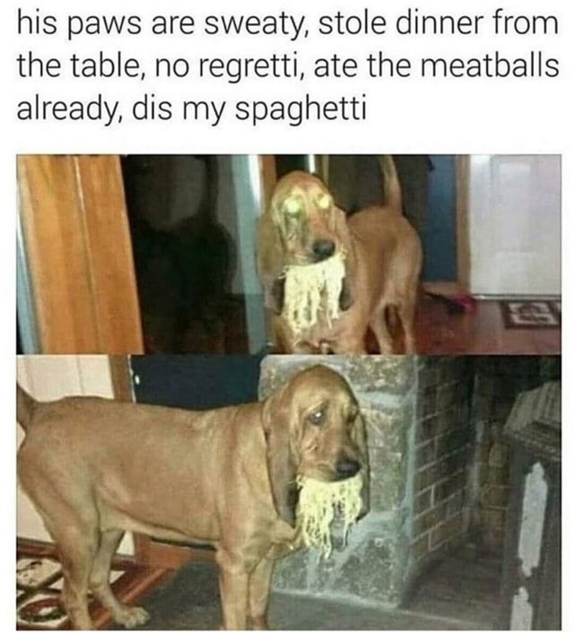 His paws are sweaty, stole dinner from the table, no regretti, ate the ...