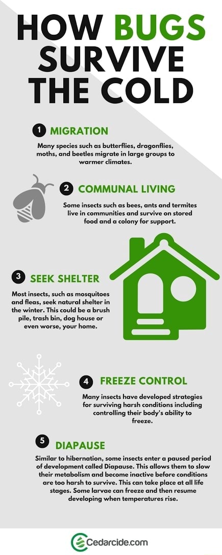 HOW BUGS SURVIVE THE COLD @ Micration Many species such as butterflies ...