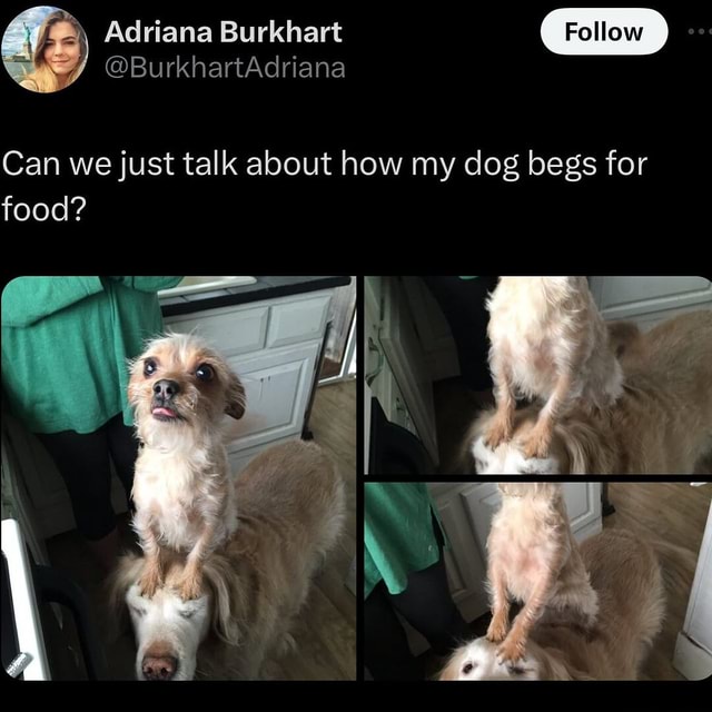 This is Bella and Hank. A once unstoppable duo of doing tricks for ...
