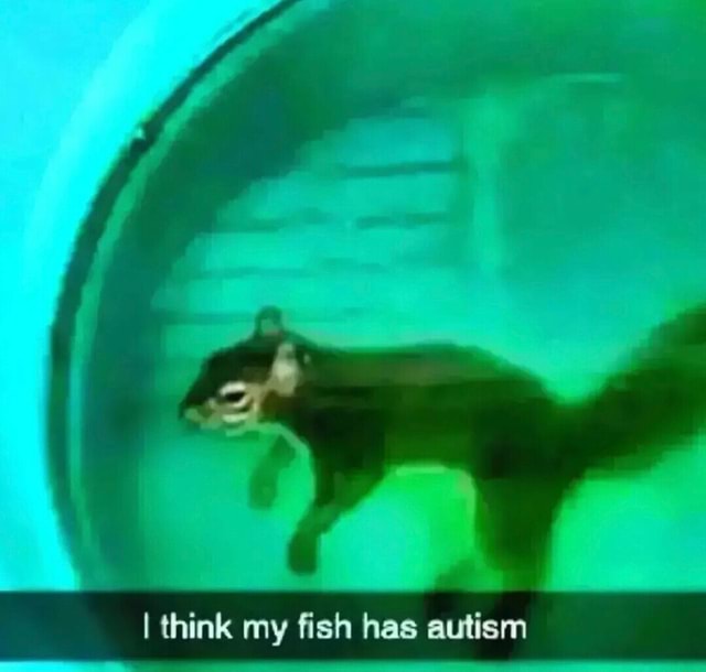 I think my fish has autism - iFunny