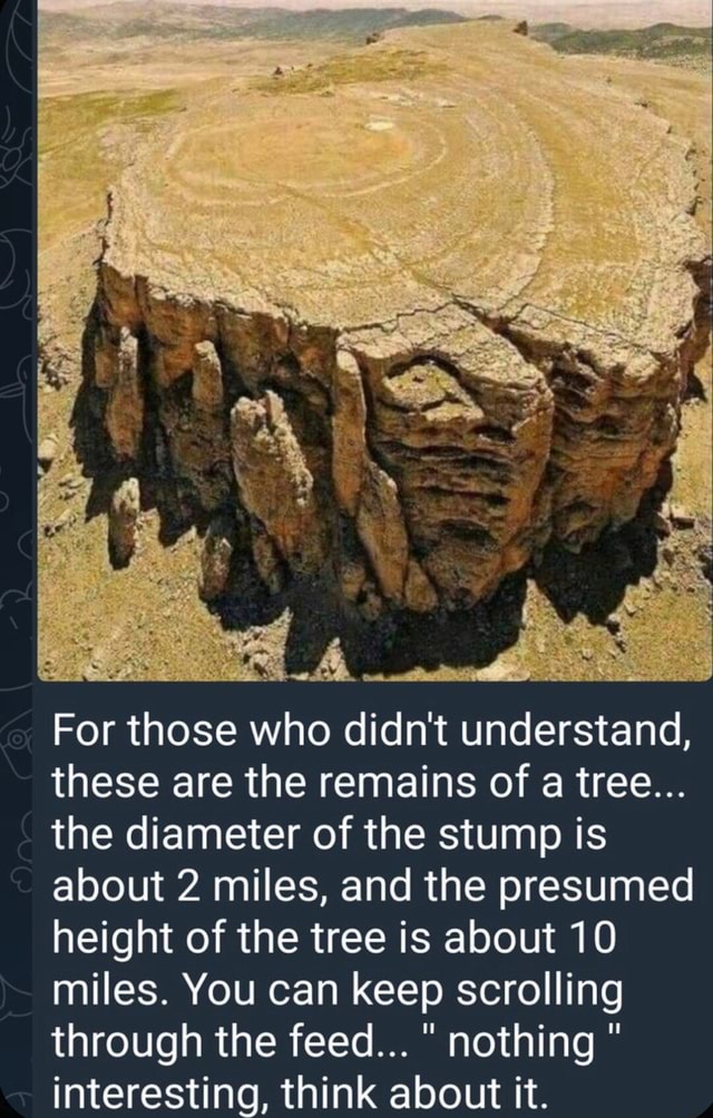 For those who didn't understand, these are the remains of a tree... the ...