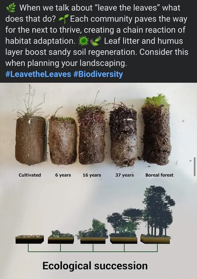 When we talk about "leave the leaves" what does that do? of Each ...