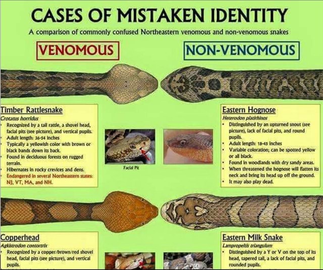 CASES OF MISTAKEN IDENTITY A comparison of commonly confused ...