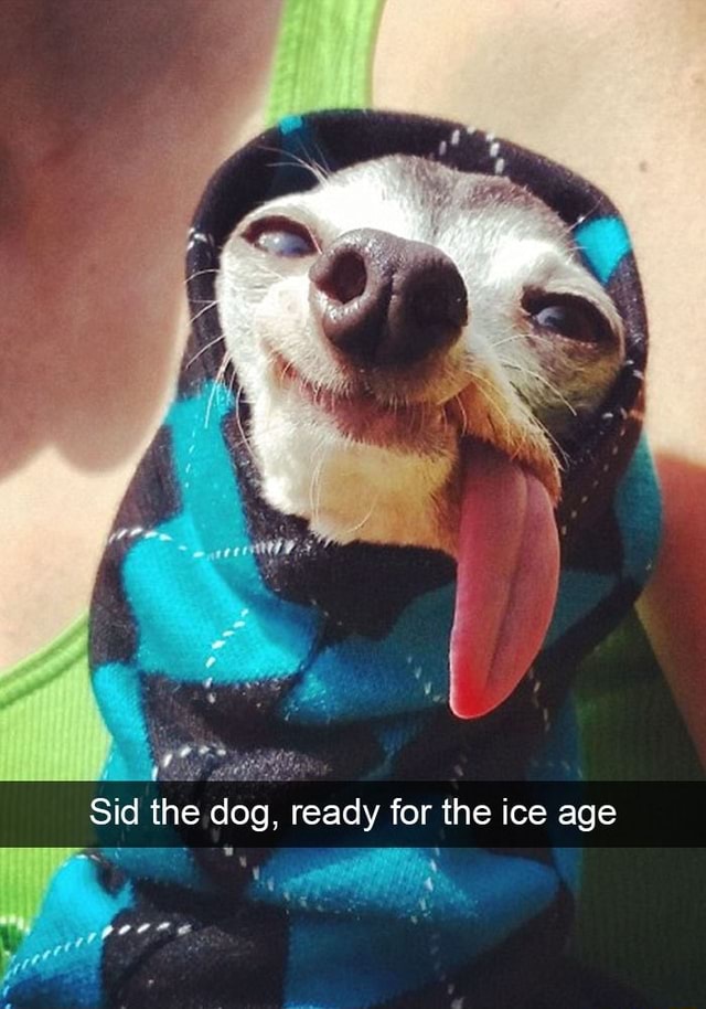 Sid the dog, ready for the Ice age - iFunny