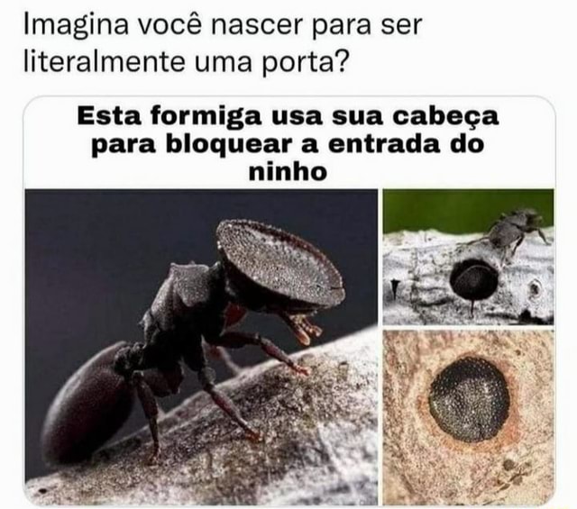 Imagina você nascer para ser literalmente uma porta? Esta formiga usa ...