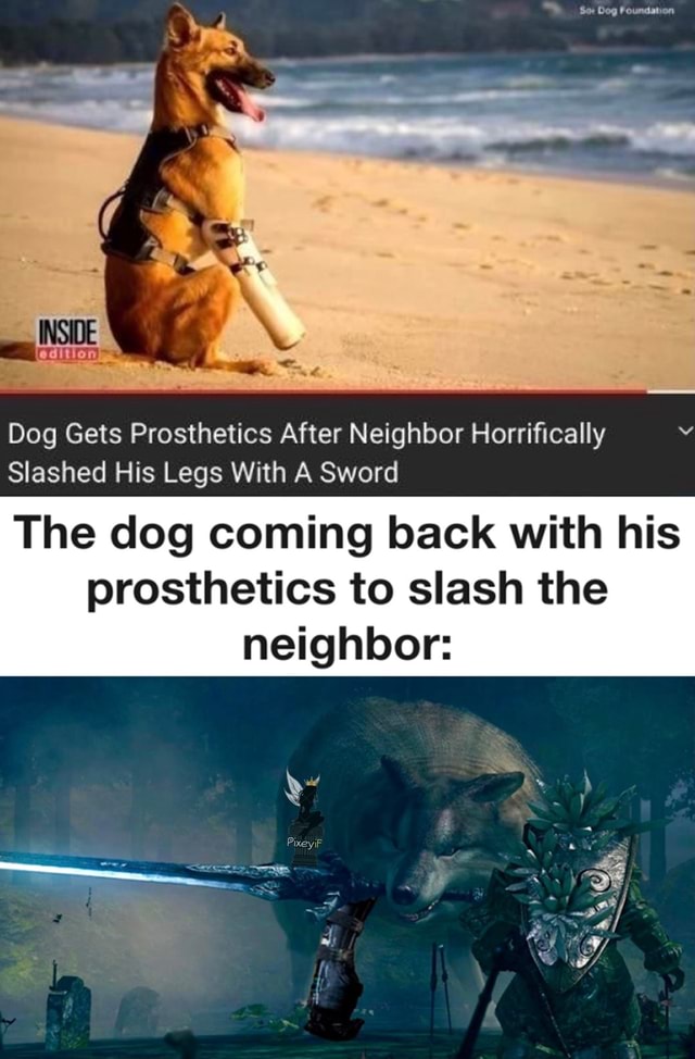 Ca Dog Gets Prosthetics After Neighbor Horrifically Slashed His Legs ...