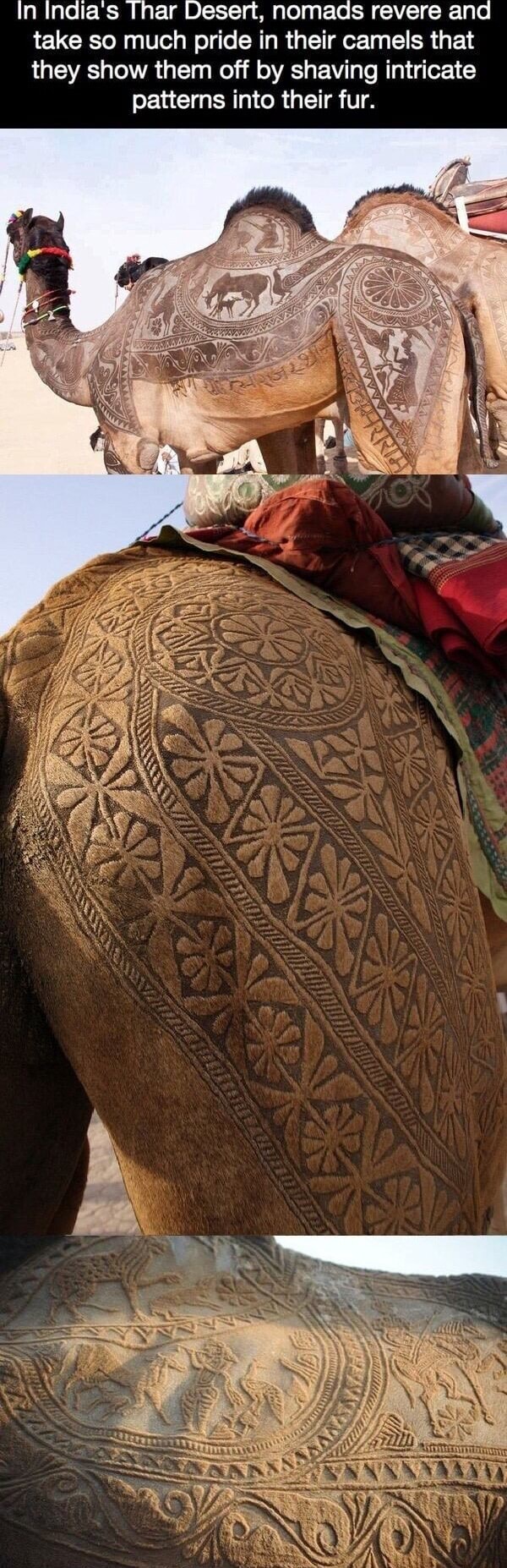 In India's Thar Desert, nomads revere and take so much pride in their ...