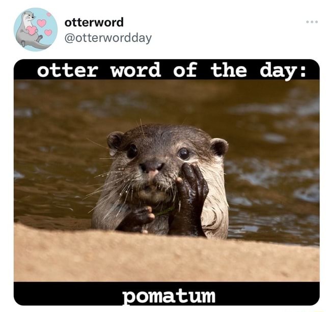 Otterword @otterwordday otter word of the day: pomatum - iFunny