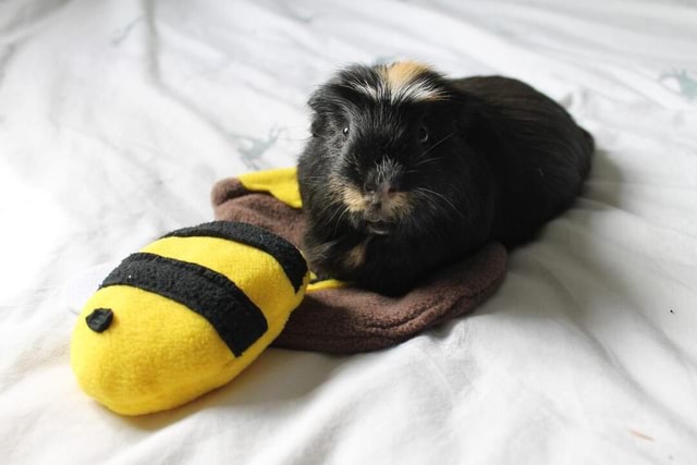 Winston dedicates this photo to the bees who, he guesses, are probably ...
