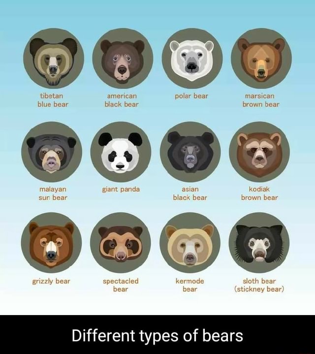 Tibetan american polar bear marsican blue bear black bear brown bear ...