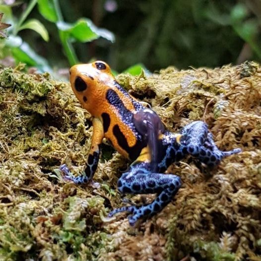 Daddy frog carrying tadpole. 🐸 - America’s best pics and videos