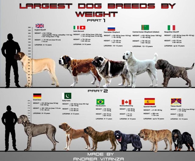 Size comparison of the largest dog breeds by weight (only healthy ...