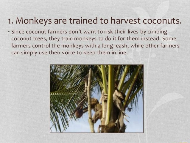 1. Monkeys are trained to harvest coconuts. Since coconut farmers don't ...