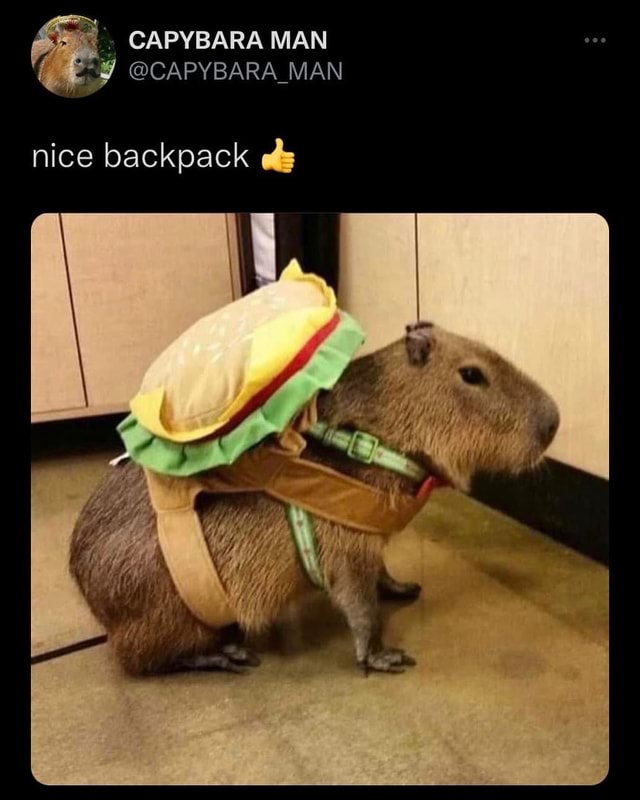 . CAPYBARA MAN @CAPYBARA MAN nice backpack es - America’s best pics and ...