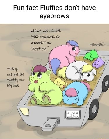 Fun fact Fluffies don't have eyebrows hone ayy daddeh FOKE widmamdh On ...