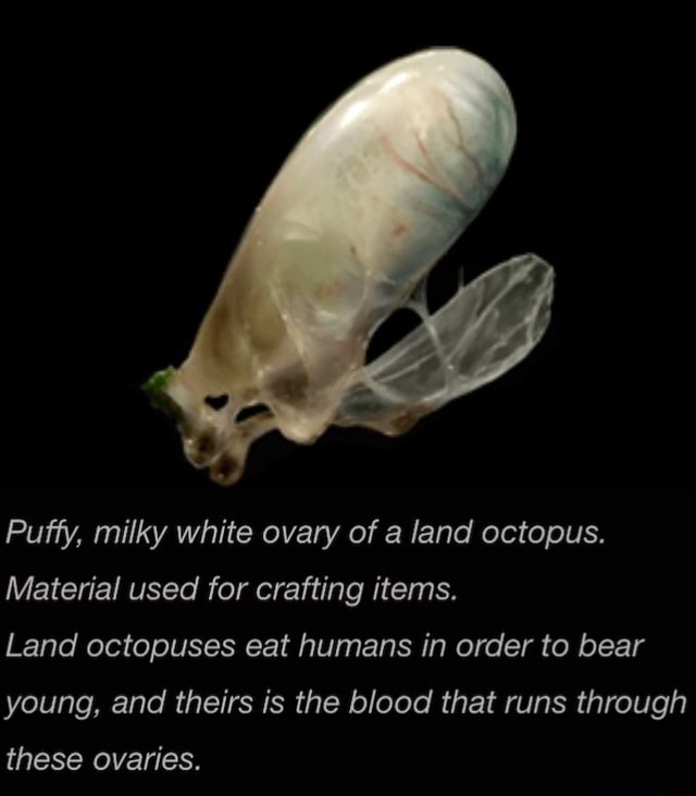 Puffy, milky white ovary of a land octopus. Material used for crafting ...