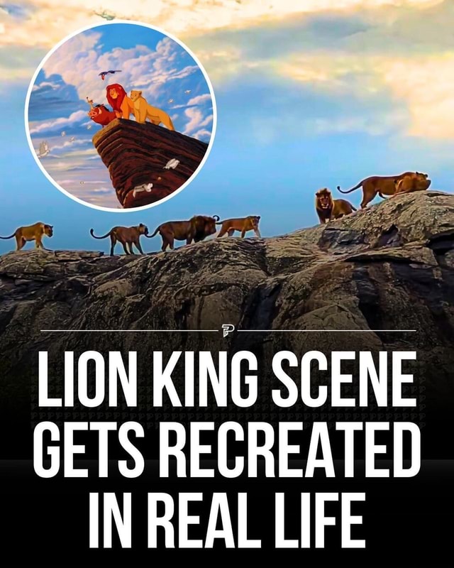 Swipe to take a look hshphotos news viral wildlife lions animals pubity ...