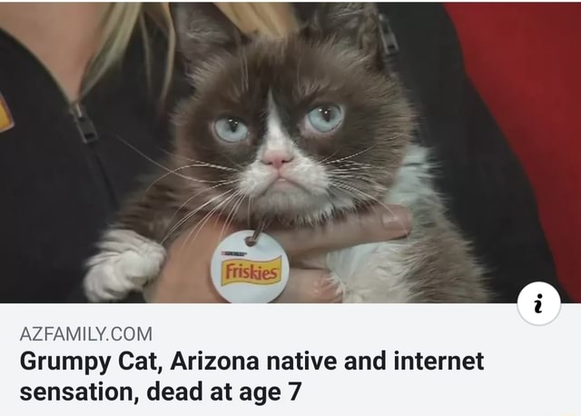 AZFAMILY.COM Grumpy Cat, Arizona native and internet sensation, dead at ...