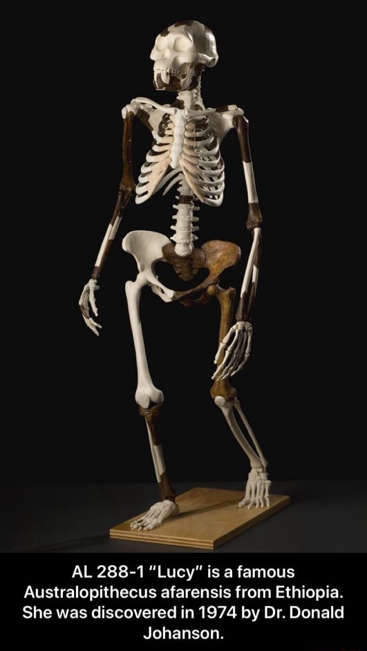 AL 288-1 "Lucy" is a famous Australopithecus afarensis from Ethiopia ...