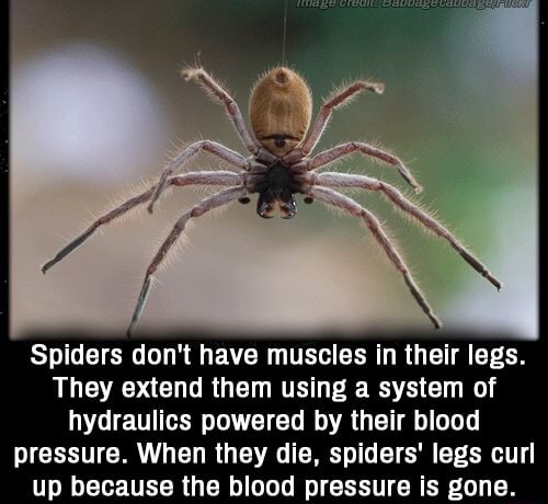 Spiders don't have muscles in their legs. They extend them using a ...