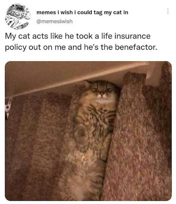 Memes wish could tag my cat in @memesiwish My cat acts like he took a ...