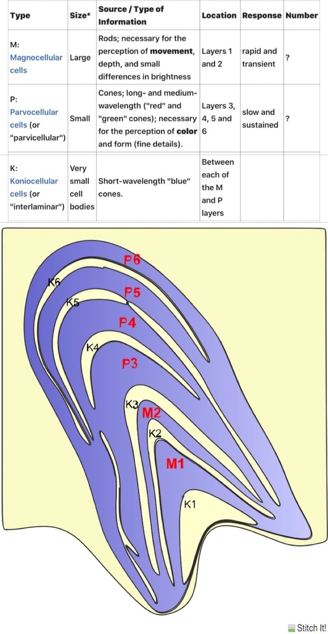 Type Size* Magnocellular I Large cells Parvocellular all cells (or ...