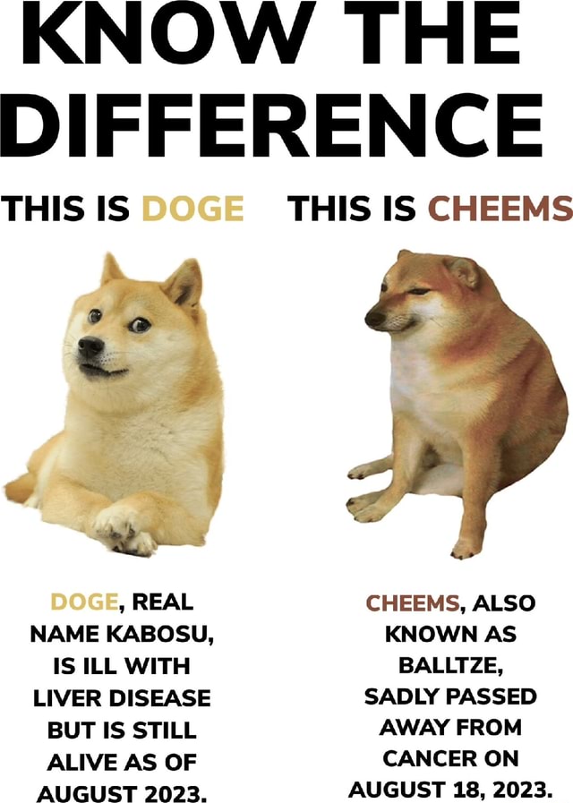 KNOW THE DIFFERENCE THIS IS DOGE_ THIS IS CHEEMS wy " REAL CHEEMS, ALSO ...