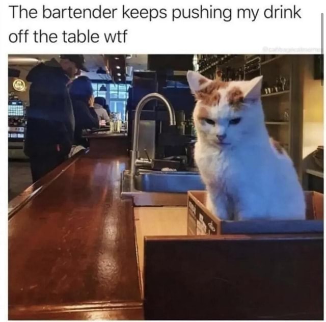 Memes of cats and such - The bartender keeps pushing my drink off the ...