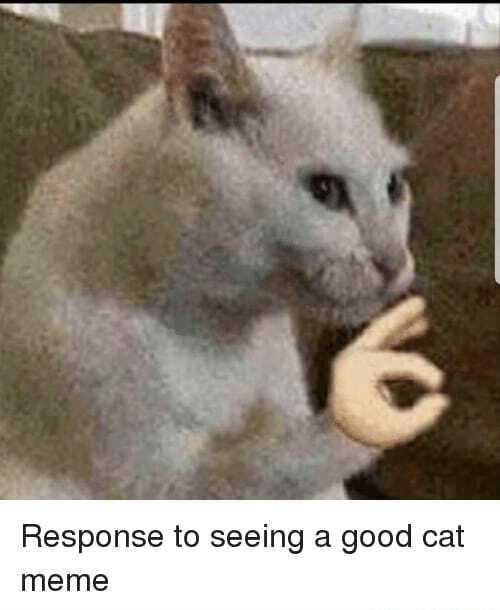 Response to seeing a good cat meme - America’s best pics and videos