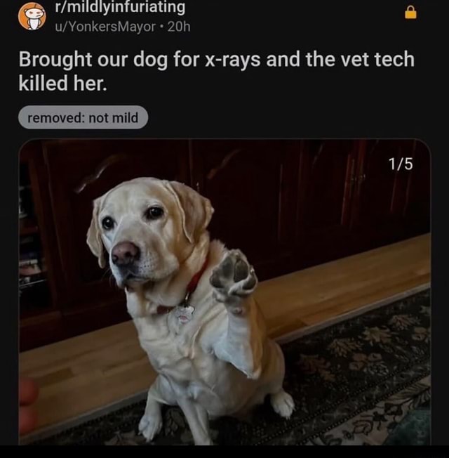 Fay Brought our dog for x-rays and the vet tech killed her. removed ...