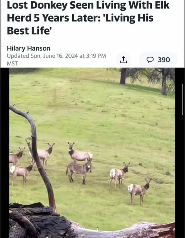 Lost Donkey Seen Living With Elk Herd 5 Years Later: Living His Best ...