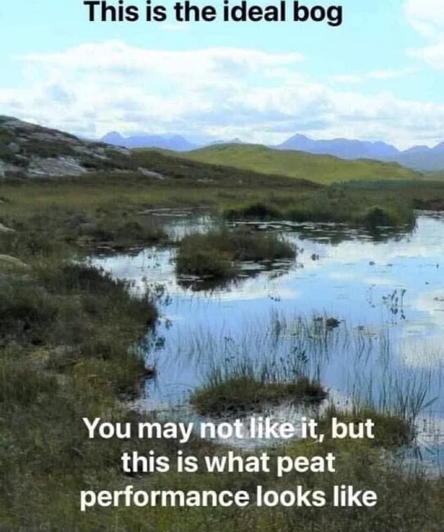 IS DOG) You may not like If, but this is what peat performance looks ...