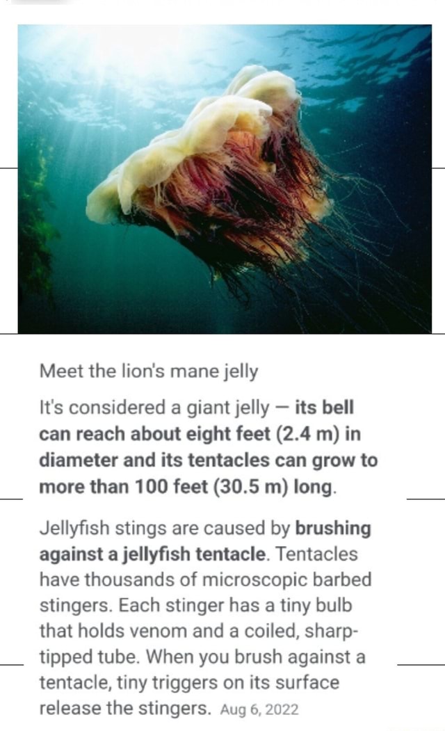 Meet the lions mane jelly It's considered a giant jelly - its bell can ...