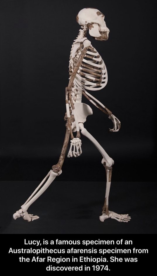 Lucy, is a famous specimen of an Australopithecus afarensis specimen ...