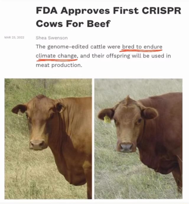 FDA Approves First CRISPR Cows For Beef The genome-edited cattle were ...