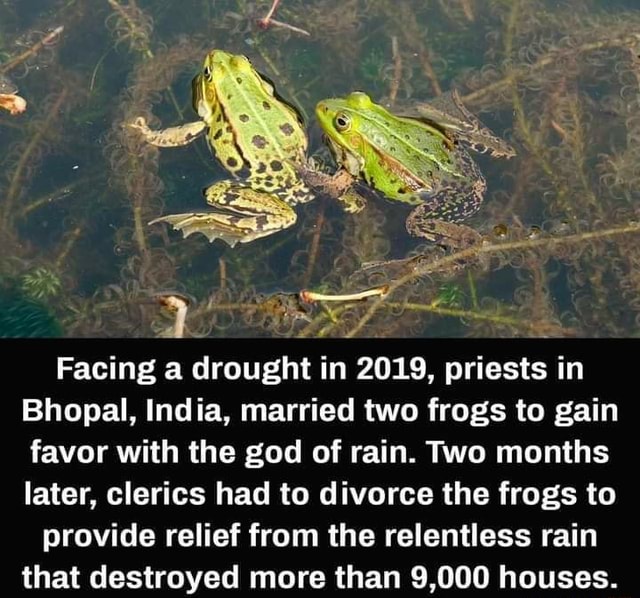 Facing a drought in 2019, priests in Bhopal, india, married two frogs ...