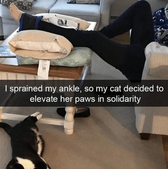 The best kind of memes (cat memes) - I sprained my ankle, so my cat ...